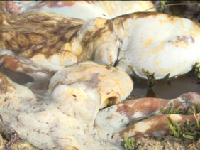 [VIDÉO] Retour à la pêche à l’ourite : une activité essentielle pour la ...
